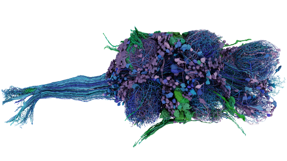 Breakthrough Discovery: Understanding How the Brain Switches Off ...