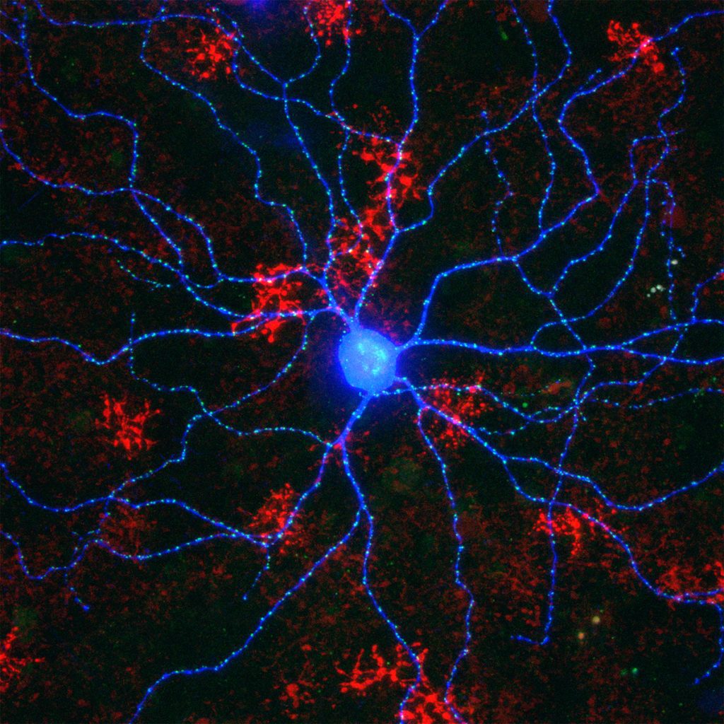 News – UW Neurobiology & Biophysics